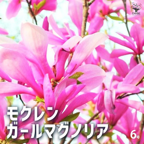 商品発送元："ITANSE農園セレクト通販"Healthy Herb &amp; Plants &amp; Foフラワー・ガーデニング、植木・盆栽・果樹【品種特徴】モクレン ガールマグノリアは、地際からたくさんの枝を出し、春に赤紫色の花を咲...