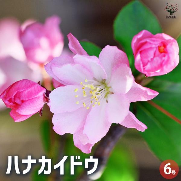 商品発送元："ITANSE農園セレクト通販"Healthy Herb &amp; Plants &amp; Foフラワー・ガーデニング、植木・盆栽・果樹【品種特徴】ハナカイドウは、食用ではなく、花を観賞するための品種で、その美しさから中国で...