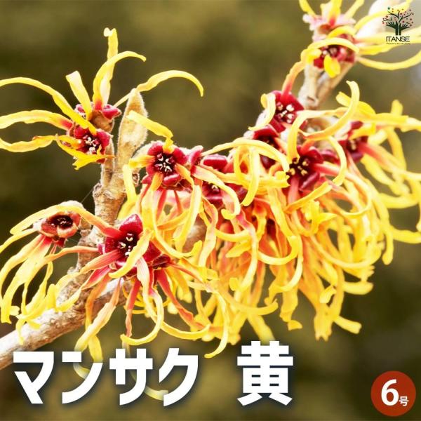 商品発送元："ITANSE農園セレクト通販"Healthy Herb &amp; Plants &amp; Foフラワー・ガーデニング、植木・盆栽・果樹【品種特徴】マンサクは、2〜3月に開花時期を迎え、花がよく咲けば豊作、花が少なければ不作...