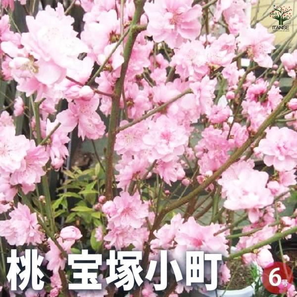 商品発送元："ITANSE農園セレクト通販"Healthy Herb &amp; Plants &amp; Foフラワー・ガーデニング、植木・盆栽・果樹【PVP/品種登録申請品種/営利目的の増殖は禁止されています】【品種特徴】宝塚小町は、枝...