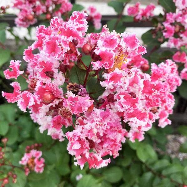 商品発送元："ITANSE農園セレクト通販"Healthy Herb &amp; Plants &amp; Foフラワー・ガーデニング、植木・盆栽・果樹【品種特徴】白色と赤ピンク色からなる、鮮やかな絞り咲きが特徴の百日紅。苗が小さい段階から...