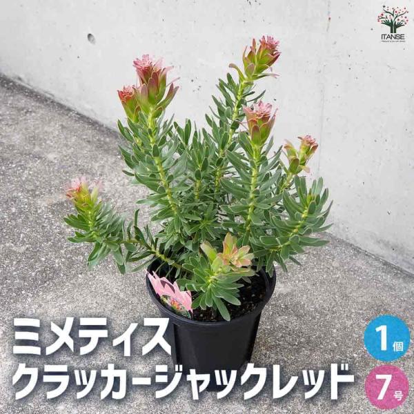 商品発送元："ITANSE農園セレクト通販"Healthy Herb &amp; Plants &amp; Foフラワー・ガーデニング、植木・盆栽・果樹ミメティス・クラッカージャックレッドは、ユニークな葉が魅力的な品種です。冬から春にかけて...
