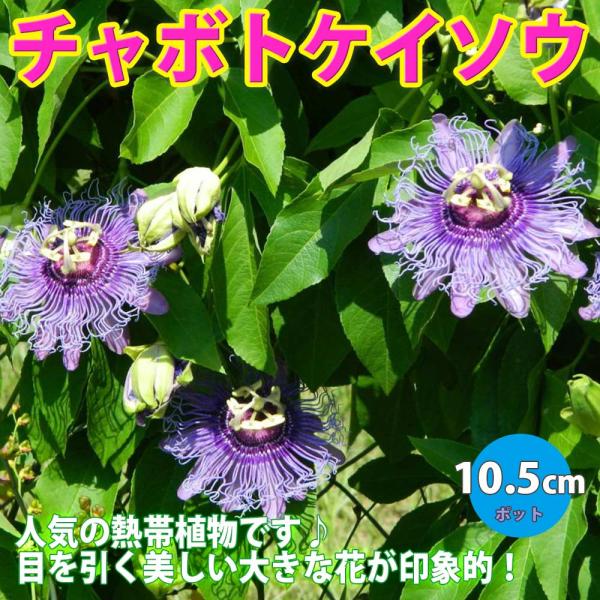 商品発送元："ITANSE農園セレクト通販"Healthy Herb &amp; Plants &amp; Fo一般的にメイポップ、パープルパッションフラワー、真のパッションフラワー、野生のアプリコット、ワイルドパッションヴァインとして知ら...