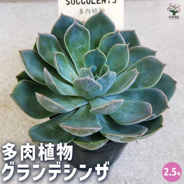 商品発送元："ITANSE農園セレクト通販"Healthy Herb &amp; Plants &amp; Foフラワー・ガーデニング、観葉植物【品種特徴】グランデシンザは、エメラルドグリーンの扁平な葉が特徴的。肉厚の葉がロゼット状に広がり...