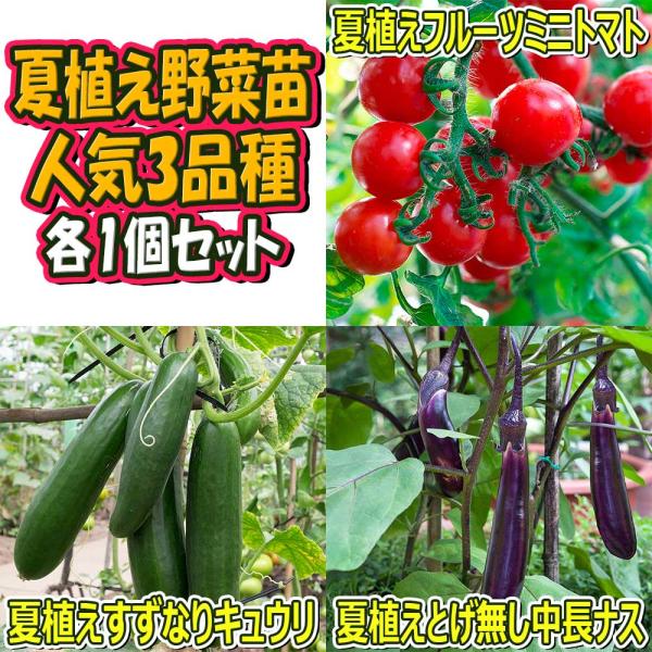 商品発送元："ITANSE農園セレクト通販"Healthy Herb &amp; Plants &amp; Fo夏植え野菜苗は、真夏の暑さ、秋の日照時間の短い季節や、弱光線でも開花結実しやすい強健な品種です！フラワー・ガーデニング、ガーデニ...
