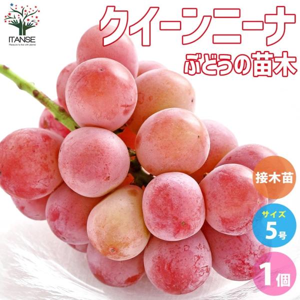 商品発送元："ITANSE農園セレクト通販"Healthy Herb &amp; Plants &amp; Foフラワー・ガーデニング、ガーデニング、苗物、その他【PVP登録品種：第20733号】クイーンニーナは、平均糖度が22度と巨峰やピ...