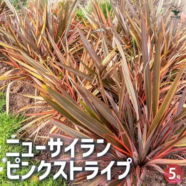 商品発送元："ITANSE農園セレクト通販"Healthy Herb &amp; Plants &amp; Foフラワー・ガーデニング、ガーデニング、苗物、花【品種の特徴】ニューサイランの斑入り品種です。葉を縁取るピンク色は、季節によって濃...