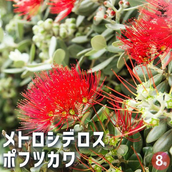 商品発送元："ITANSE農園セレクト通販"Healthy Herb &amp; Plants &amp; Foフラワー・ガーデニング、ガーデニング、苗物、花【品種の特徴】鮮やかな赤い花を咲かせるフトモモ科の常緑高木です。細長い雄しべを放射...