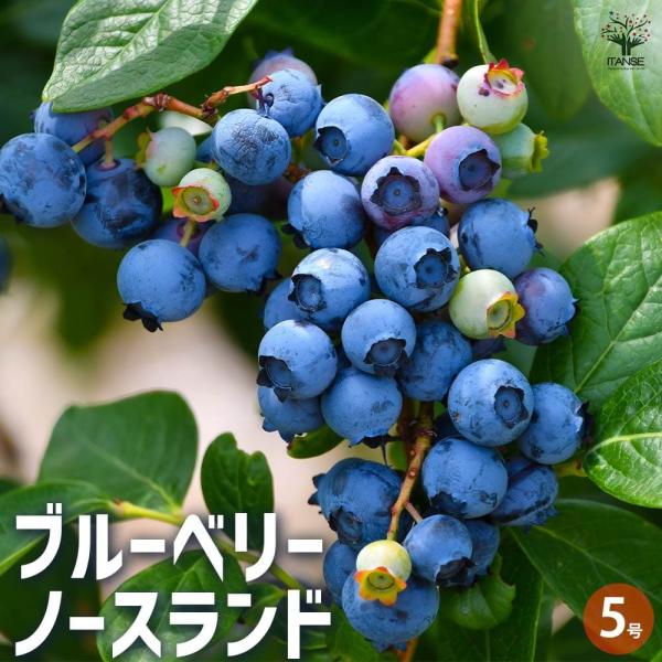 商品発送元："ITANSE農園セレクト通販"Healthy Herb &amp; Plants &amp; Foフラワー・ガーデニング、ガーデニング、苗物、その他【品種の特徴】収穫量の多さが特徴のブルーベリーです。ノーザンハイブッシュ系の中...