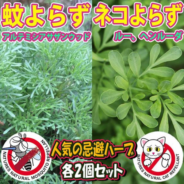 商品発送元："ITANSE農園セレクト通販"Healthy Herb &amp; Plants &amp; Fo人気の蚊よらずとネコよらずのセット販売！フラワー・ガーデニング、ガーデニング、苗物、ハーブ人気の蚊よらずとネコよらずのハーブ苗セ...
