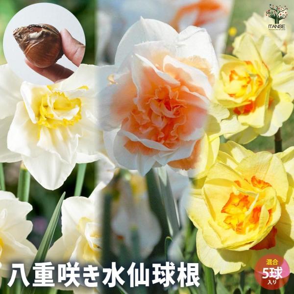 商品発送元："ITANSE農園セレクト通販"Healthy Herb &amp; Plants &amp; Foフラワー・ガーデニング、ガーデニング、種子・球根、野菜八重咲き水仙の徳用5球ミックスです。花色等は咲いてからのお楽しみです。※ミ...