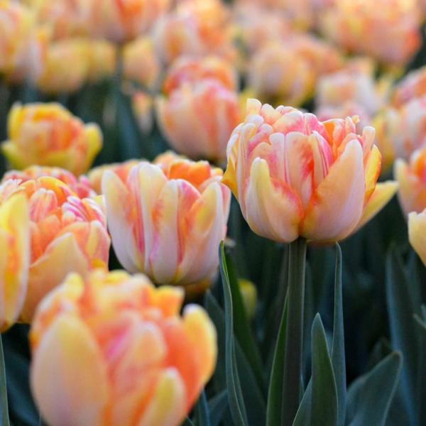 商品発送元："ITANSE農園セレクト通販"Healthy Herb &amp; Plants &amp; Foフラワー・ガーデニング、ガーデニング、種子・球根、野菜豪華な八重咲きチューリップです。花色が、黄色からオレンジ色へと変化するグラ...
