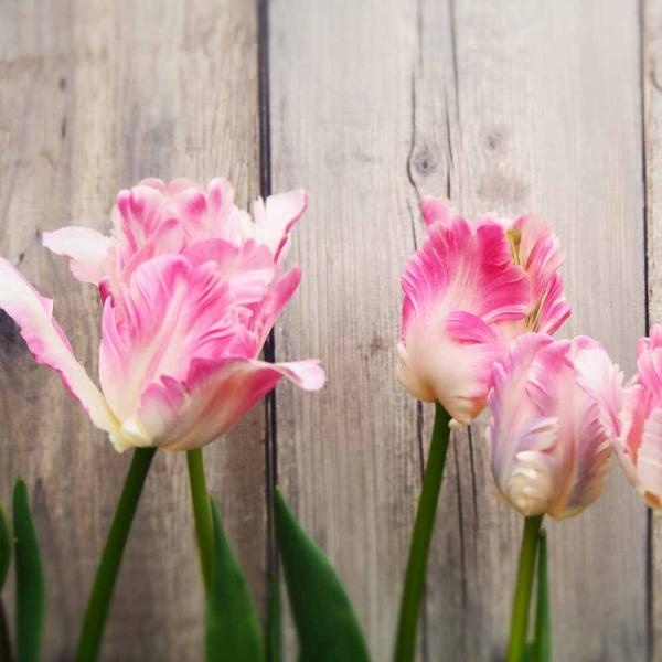 商品発送元："ITANSE農園セレクト通販"Healthy Herb &amp; Plants &amp; Foフラワー・ガーデニング、ガーデニング、種子・球根、野菜【PVP登録品種・登録番号17693号/営利目的の増殖は禁止されています】...