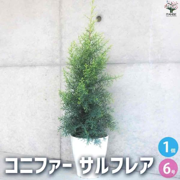 商品発送元："ITANSE農園セレクト通販"Healthy Herb &amp; Plants &amp; Foフラワー・ガーデニング、植木・盆栽・果樹パステルカラーの柔らかいグリーンと、頂上だけ色づく黄金の葉色が美しい品種です。うろこ状の...