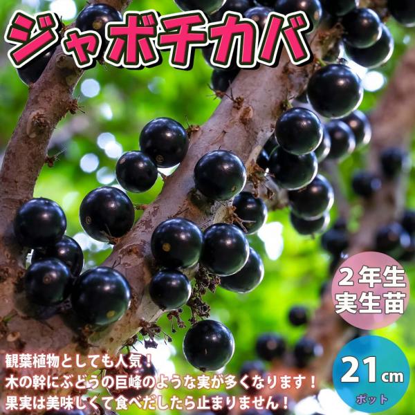 商品発送元："ITANSE農園セレクト通販"Healthy Herb &amp; Plants &amp; Fo摘み取り後の痛みが早いので、市場にはほとんど出回っていませんので、なかなか食べられる事はありません。 摘みたてが食べられるのは家...