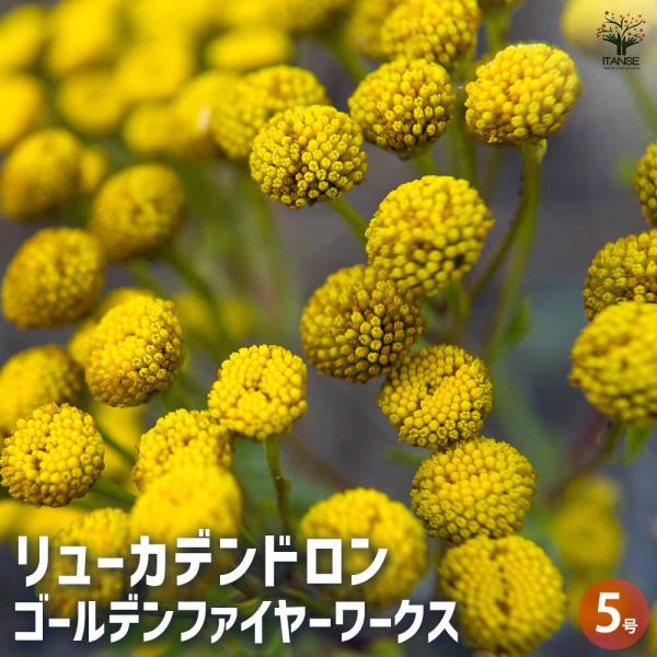 商品発送元："ITANSE農園セレクト通販"Healthy Herb &amp; Plants &amp; Foフラワー・ガーデニング、ガーデニング、苗物、花【品種特徴】ふわふわとした、小さな細い葉が特徴的なリューカデンドロンの品種です。シ...