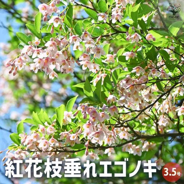 商品発送元："ITANSE農園セレクト通販"Healthy Herb &amp; Plants &amp; Foフラワー・ガーデニング、ガーデニング、苗物、花【品種の特徴】淡いピンク色の花を枝垂れに咲かせるエゴノキ品種です。多花性をもつため...