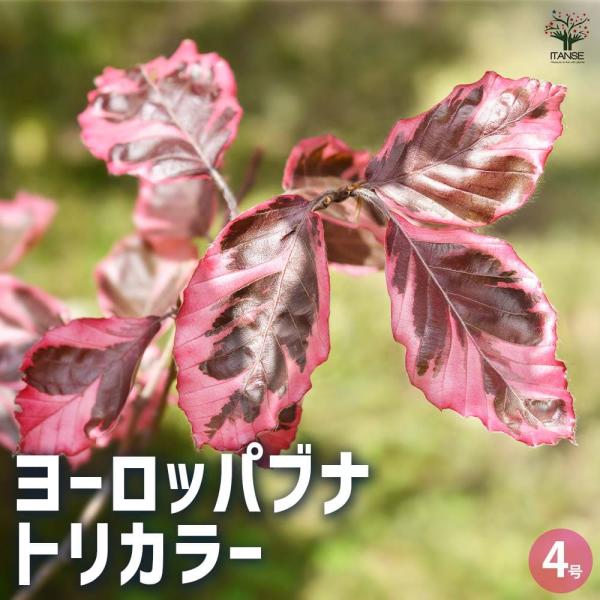 商品発送元："ITANSE農園セレクト通販"Healthy Herb &amp; Plants &amp; Foフラワー・ガーデニング、植木・盆栽・果樹【品種の特徴】トリカラーとは、赤紫色の葉にピンクの縁取りが入るヨーロッパブナの品種です。...