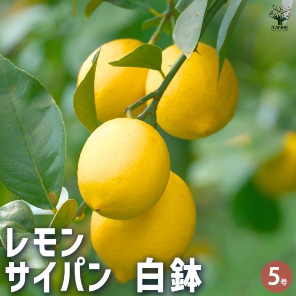 商品発送元："ITANSE農園セレクト通販"Healthy Herb &amp; Plants &amp; Foフラワー・ガーデニング、ガーデニング、苗物、その他【品種の特徴】サイパンレモンとは、酸味がマイルドで香りのよい、豊産性のレモン品...