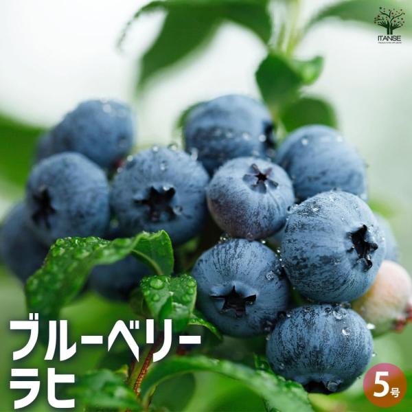 商品発送元："ITANSE農園セレクト通販"Healthy Herb &amp; Plants &amp; Foフラワー・ガーデニング、ガーデニング、苗物、その他【品種の特徴】ラヒとは、まるで生クリームのような濃厚な甘さが特徴のラビットアイ...