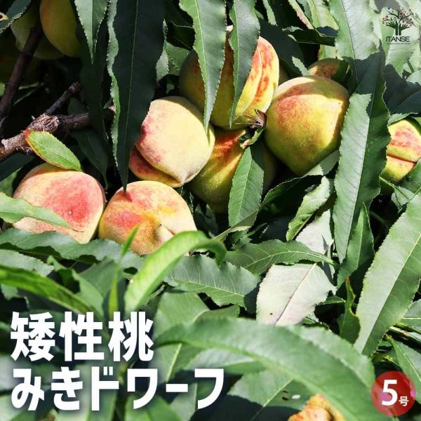 商品発送元："ITANSE農園セレクト通販"Healthy Herb &amp; Plants &amp; Foフラワー・ガーデニング、ガーデニング、苗物、野菜【品種特徴】コンパクトで育てやすい矮性品種のみきドワーフ。矮性でありながら、通常...