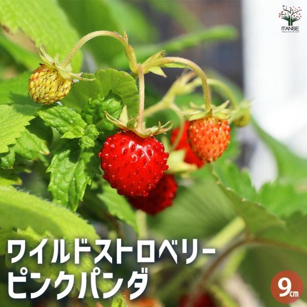 商品発送元："ITANSE農園セレクト通販"Healthy Herb &amp; Plants &amp; Foフラワー・ガーデニング、ガーデニング、苗物、野菜【品種特徴】可愛らしいピンクの花を咲かせるワイルドストロベリー。名前の通り、葉に...