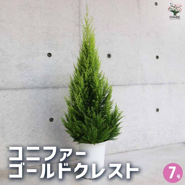 商品発送元："ITANSE農園セレクト通販"Healthy Herb &amp; Plants &amp; Foフラワー・ガーデニング、植木・盆栽・果樹ゴールドクレストは、葉にシトラス系の香りがあり、円錐状の美しい樹形になる植物です。海外か...