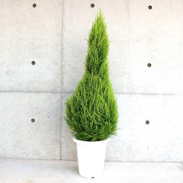 商品発送元："ITANSE農園セレクト通販"Healthy Herb &amp; Plants &amp; Foフラワー・ガーデニング、植木・盆栽・果樹コニファー ウィルマは、ゴールドクレストの選抜品種で、樹高が低く、室内向きの品種です。枝...