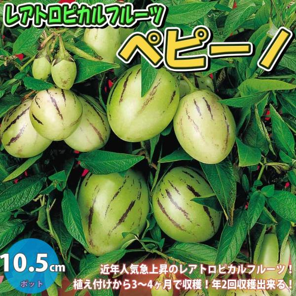 商品発送元："ITANSE農園セレクト通販"Healthy Herb &amp; Plants &amp; Fo近年人気急上昇のトロピカルフルーツ！ 生長が早く苗から3〜4ヶ月程で収穫で、夏と秋の年に2回収穫が出来ます！フラワー・ガーデニン...