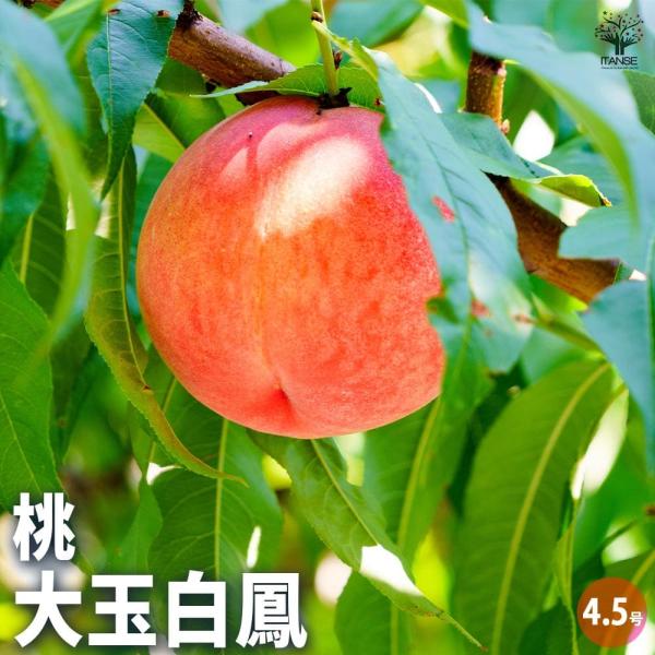 商品発送元："ITANSE農園セレクト通販"Healthy Herb &amp; Plants &amp; Foフラワー・ガーデニング、ガーデニング、苗物、野菜【品種特徴】大玉白鳳は、果重が300〜350gほどの大きな果実を実らせる品種。果...
