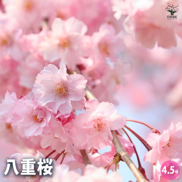 商品発送元："ITANSE農園セレクト通販"Healthy Herb &amp; Plants &amp; Foフラワー・ガーデニング、植木・盆栽・果樹【品種の特徴】八重咲き品種のサクラ。一般的なサクラの開花時期が3〜4月なのに対して八重桜...