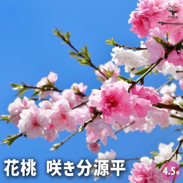 商品発送元："ITANSE農園セレクト通販"Healthy Herb &amp; Plants &amp; Foフラワー・ガーデニング、植木・盆栽・果樹【品種の特徴】咲き分源平とは、花桃の八重咲き品種です。1本の木に、紅花、白花、紅白混ざり...