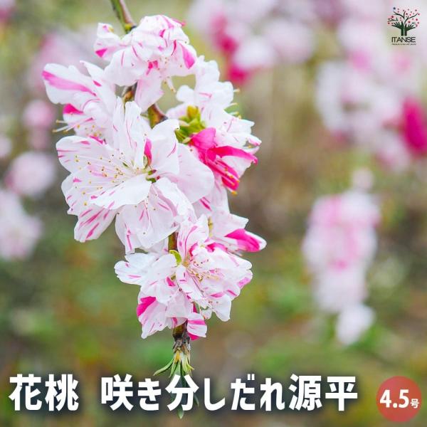 商品発送元："ITANSE農園セレクト通販"Healthy Herb &amp; Plants &amp; Foフラワー・ガーデニング、植木・盆栽・果樹【品種の特徴】咲き分しだれ源平とは、枝垂れの八重咲き花桃品種です。1本の木に、紅花、白花...