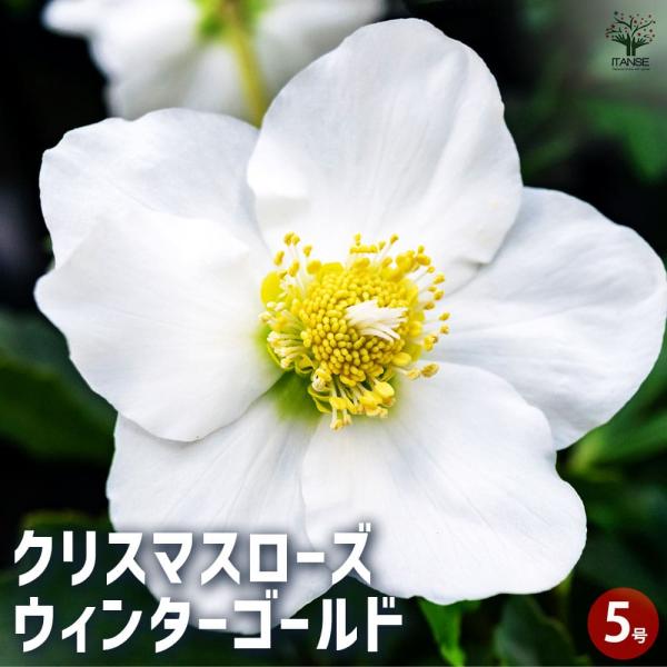 商品発送元："ITANSE農園セレクト通販"Healthy Herb &amp; Plants &amp; Foフラワー・ガーデニング、植木・盆栽・果樹【品種特徴】ウィンターゴールドは、ニゲルの交配種で、丈夫で育てやすい品種です。ひとつひと...