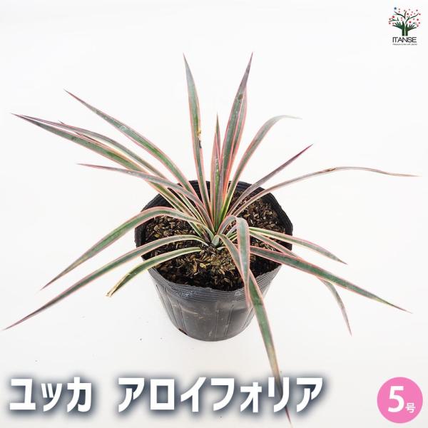 商品発送元："ITANSE農園セレクト通販"Healthy Herb &amp; Plants &amp; Foフラワー・ガーデニング、観葉植物【品種特徴】先端が針のように尖り、縁に鋸歯があるユッカ アロイフォリア。サイズとしては大きめで、...