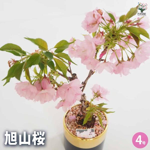 商品発送元："ITANSE農園セレクト通販"Healthy Herb &amp; Plants &amp; Foフラワー・ガーデニング、植木・盆栽・果樹【品種特徴】鮮やかなピンク色の美しい八重咲きの花が特徴の、日本人にこよなく愛される桜。春...