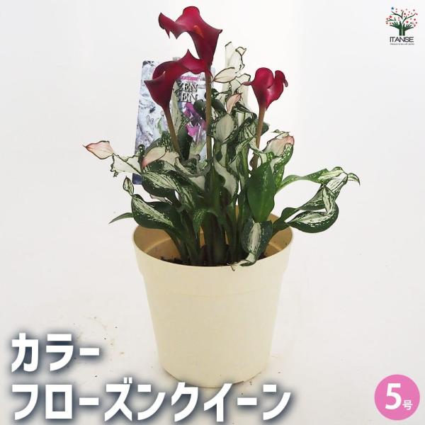 商品発送元："ITANSE農園セレクト通販"Healthy Herb &amp; Plants &amp; Foフラワー・ガーデニング、ガーデニング、苗物、花【品種特徴】上品で透明感のある斑入りの美しい葉と、魅力的な赤紫の花が目を惹く植物。...