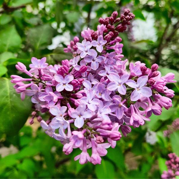 商品発送元："ITANSE農園セレクト通販"Healthy Herb &amp; Plants &amp; Foフラワー・ガーデニング、植木・盆栽・果樹【品種特徴】ライラック エスタースターレーは、花色の変化が特徴的な品種です。蕾の時は赤紫...