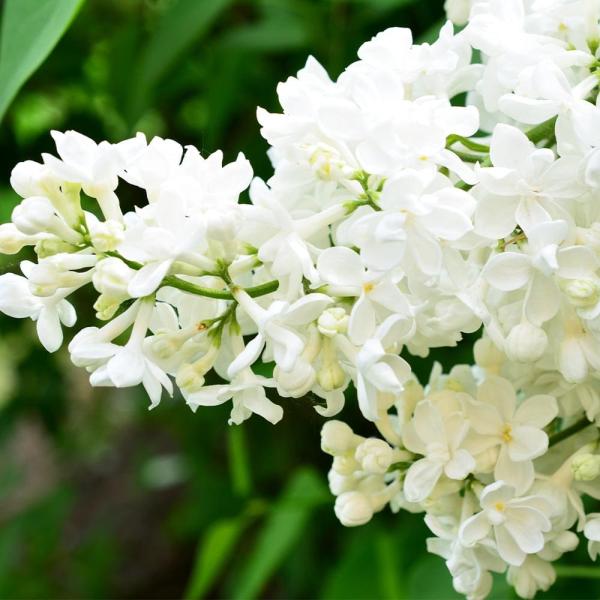 商品発送元："ITANSE農園セレクト通販"Healthy Herb &amp; Plants &amp; Foフラワー・ガーデニング、植木・盆栽・果樹【品種特徴】 ライラック エンジェルホワイトは、純白で一重の大きなお花が特徴的な品種です...