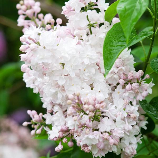 商品発送元："ITANSE農園セレクト通販"Healthy Herb &amp; Plants &amp; Foフラワー・ガーデニング、植木・盆栽・果樹【品種特徴】 ライラック クラークジャイアントは、非常に大きな花房が特徴の品種です。 花...