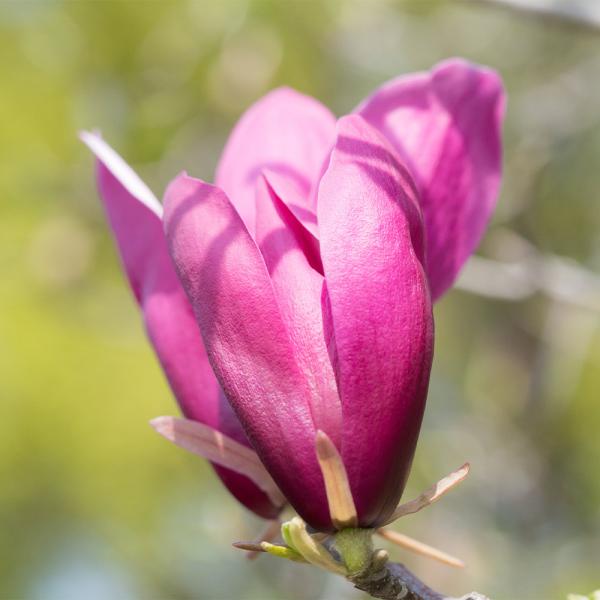 商品発送元："ITANSE農園セレクト通販"Healthy Herb &amp; Plants &amp; Foフラワー・ガーデニング、植木・盆栽・果樹【品種特徴】 モクレン レッドラッキーは、大輪の筒咲きで、花びらの外側は淡いピンクで、内...