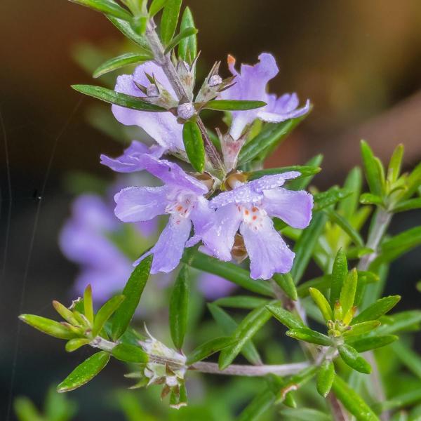 商品発送元："ITANSE農園セレクト通販"Healthy Herb &amp; Plants &amp; Foフラワー・ガーデニング、植木・盆栽・果樹【品種特徴】ウエストリンギアはオーストラリアのニューサウスウェールズ州などに分布していま...