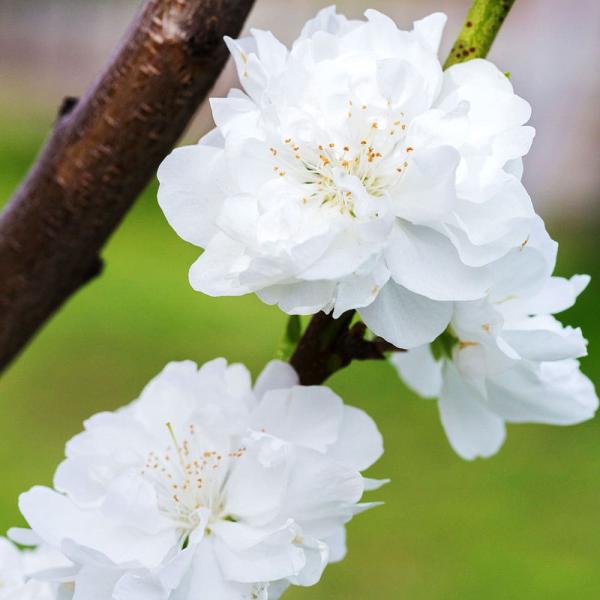 商品発送元："ITANSE農園セレクト通販"Healthy Herb &amp; Plants &amp; Foフラワー・ガーデニング、植木・盆栽・果樹【品種特徴】照手白(てるてしろ)は、早咲きの白花品種で、3月下旬〜4月上旬頃に美しい白色...