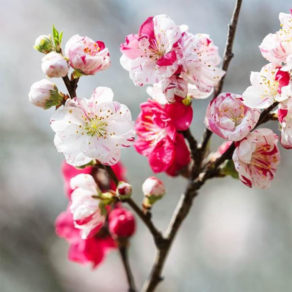 商品発送元："ITANSE農園セレクト通販"Healthy Herb &amp; Plants &amp; Foフラワー・ガーデニング、植木・盆栽・果樹【品種の特徴】立ち源平桃は、一本の木に「白、赤、紅白の絞り」という3色のお花を咲かせる花...