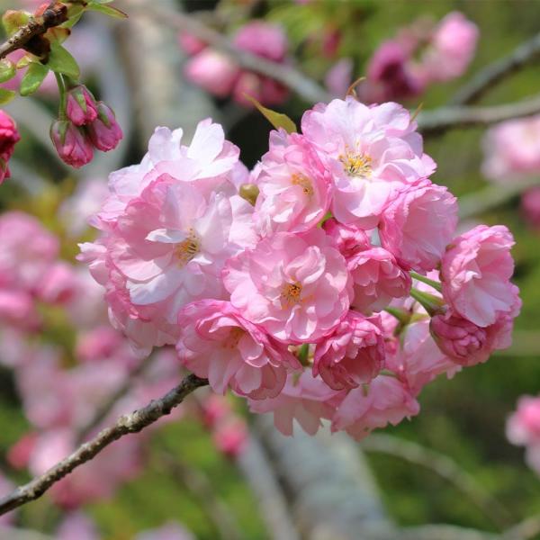 商品発送元："ITANSE農園セレクト通販"Healthy Herb &amp; Plants &amp; Foフラワー・ガーデニング、植木・盆栽・果樹【品種特徴】楊貴妃桜は、江戸時代・東京の荒川堤で栽培されていた名木で、サトザクラの代表品...