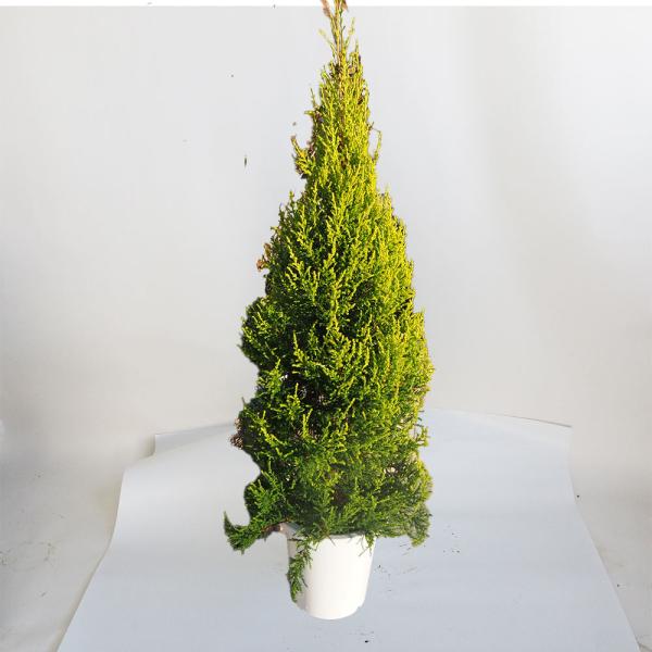 商品発送元："ITANSE農園セレクト通販"Healthy Herb &amp; Plants &amp; Foフラワー・ガーデニング、植木・盆栽・果樹【品種の特徴】ゴールドクレストクリスタルは、葉にシトラス系の香りがあり、円錐状の美しい樹...