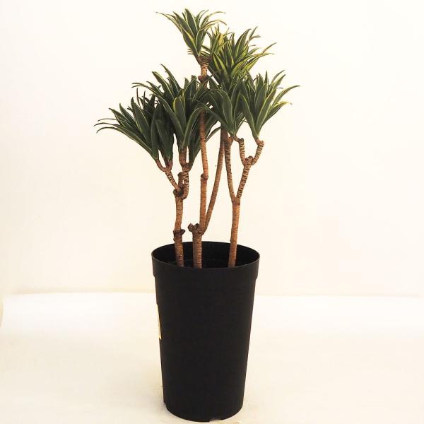 商品発送元："ITANSE農園セレクト通販"Healthy Herb &amp; Plants &amp; Foフラワー・ガーデニング、観葉植物【品種特徴】初心者にも育てやすい観葉植物として人気！ドラセナ属の常緑小低木の矮性種です。葉は深緑...