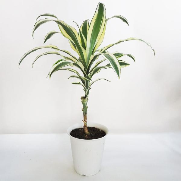 商品発送元："ITANSE農園セレクト通販"Healthy Herb &amp; Plants &amp; Foフラワー・ガーデニング、観葉植物【品種特徴】スノーホワイトは、緑葉にクリーム色がかった白色の縁取りが美しいスタイリッシュなドラセ...