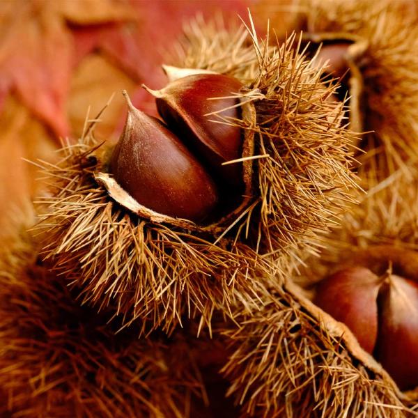 商品発送元："ITANSE農園セレクト通販"Healthy Herb &amp; Plants &amp; Foフラワー・ガーデニング、ガーデニング、苗物、野菜【品種特徴】秋峰(しゅうほう)は、筑波と石鎚の収穫時期を補完する事を目的に、選抜...