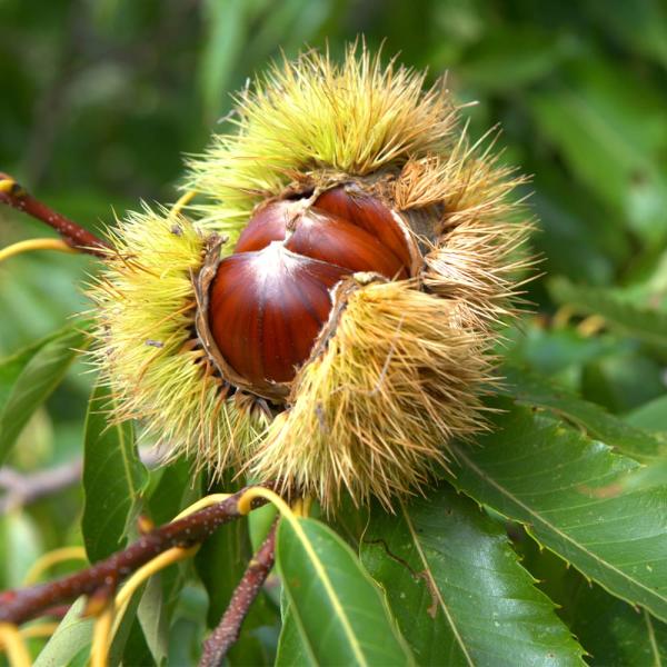 商品発送元："ITANSE農園セレクト通販"Healthy Herb &amp; Plants &amp; Foフラワー・ガーデニング、ガーデニング、苗物、野菜【品種特徴】岸根(がんね)は、1粒が30〜40gと、日本の栗の中で最大級の大きさ...